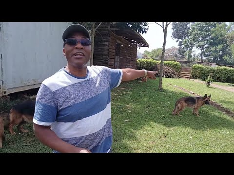 MITOTO KENNELS: Meet the Trans Nzoia doctor who breeds the finest German Shepherds around