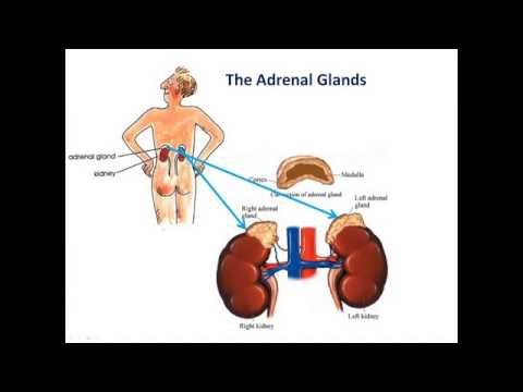 Overview of Treatments in ACC - Professor Wiebke Arlt