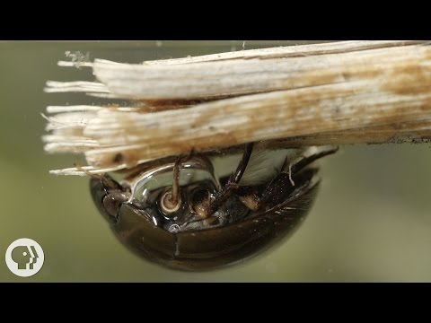 Nature's Scuba Divers: How Beetles Breathe Underwater | Deep Look