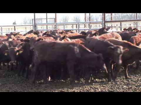 Jason Cleere - Preconditioning Calf Management - Genetic Considerations for Preconditioning Sales