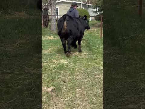 Dax Mullin - 2025 swan river 4h