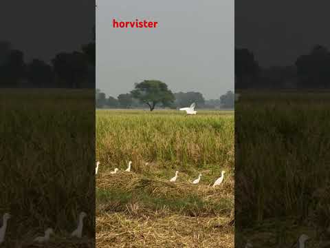 #punjabi Horvister