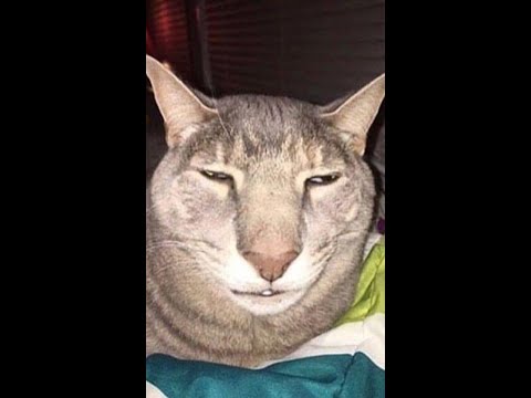 BEST UNUSUAL ANIMAL MEMES COMPILATION MAY | ANIMAL FRIDAY