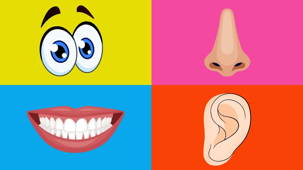 👀👃👄 ¡Aprende las PARTES del CUERPO! 🖐️🦶 Video Divertido para Niños y Niñas - Aprende con Gael y Owen