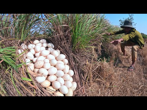 wow best hand fishing! pick a lot of duck eggs ln the rice field under the grass by hand
