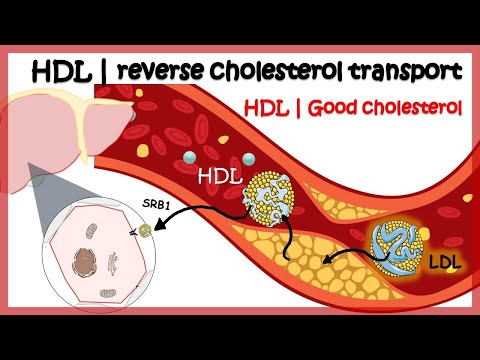 HDL ( Reverse cholesterol transport)