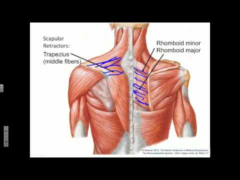 Scapula Protraction, Retraction, Rotation