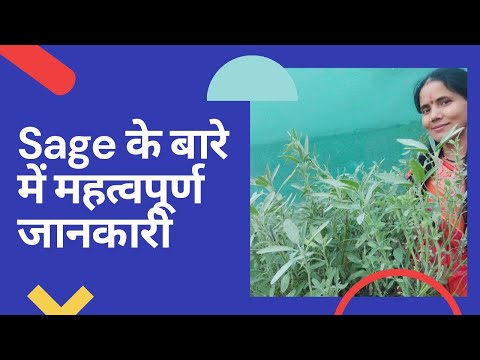 Sage Herb Growing | Sage Leaves In Hindi | How To Grow Sage In 2025 | How To Grow Sage | Sage Plants