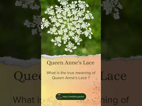 What is the true meaning of Queen Anne's Lace ?