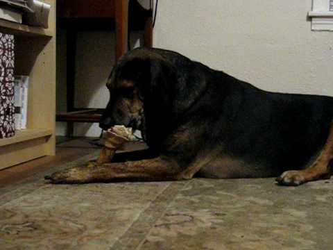 Plott Hound & rawhide