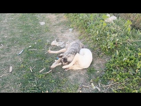 dogtv channel