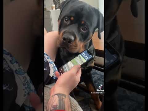 Rottweiler reaction is priceless to a dog humping video 🤣🤣🤣 #dogs #fyp #humor #dog #socialmedia