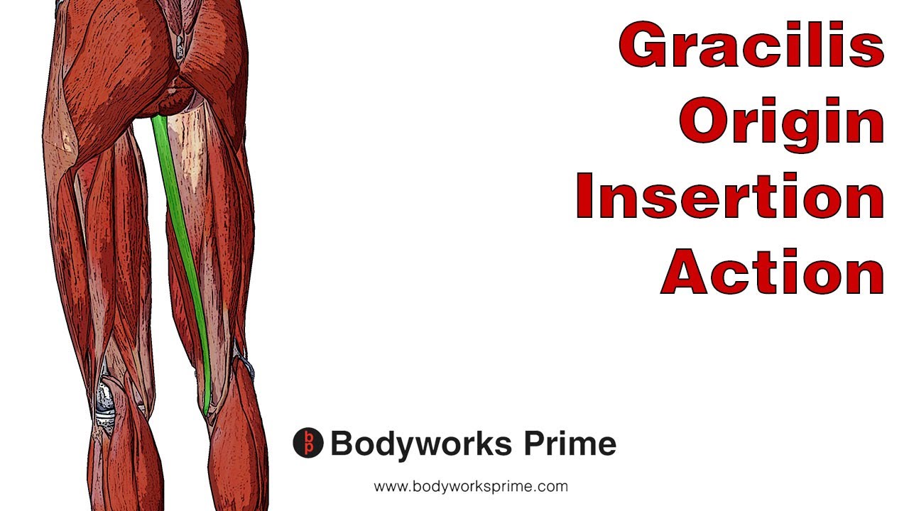 Gracilis Anatomy: Origin, Insertion & Action