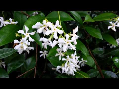 Jasminum polyanthum - Iasomie inflorita Vara HD 02