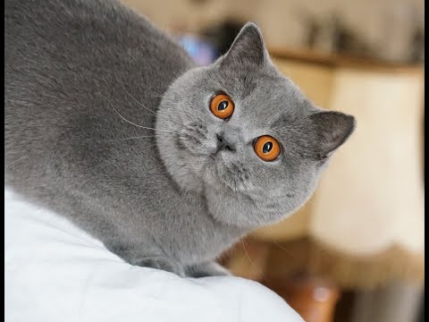 British bleu cat - Characteristics and character - Cat breeds