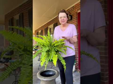 Artificial plants for Front Porch Decorating🌿