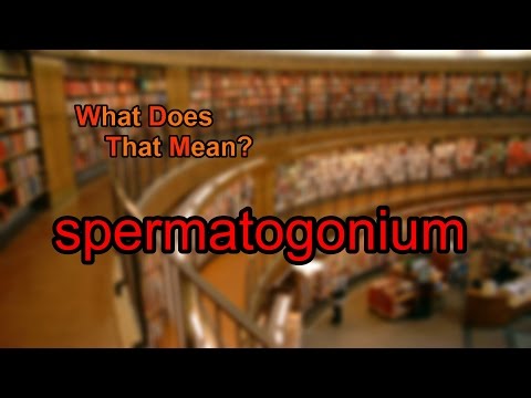 What does spermatogonium mean?