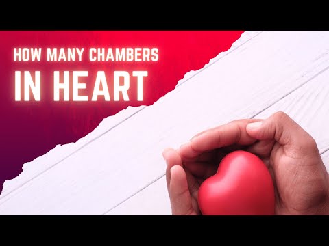 How many chambers does the heart have?