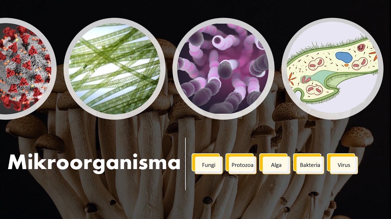 SAINS TAHUN 6 - JENIS MIKROORGANISMA
