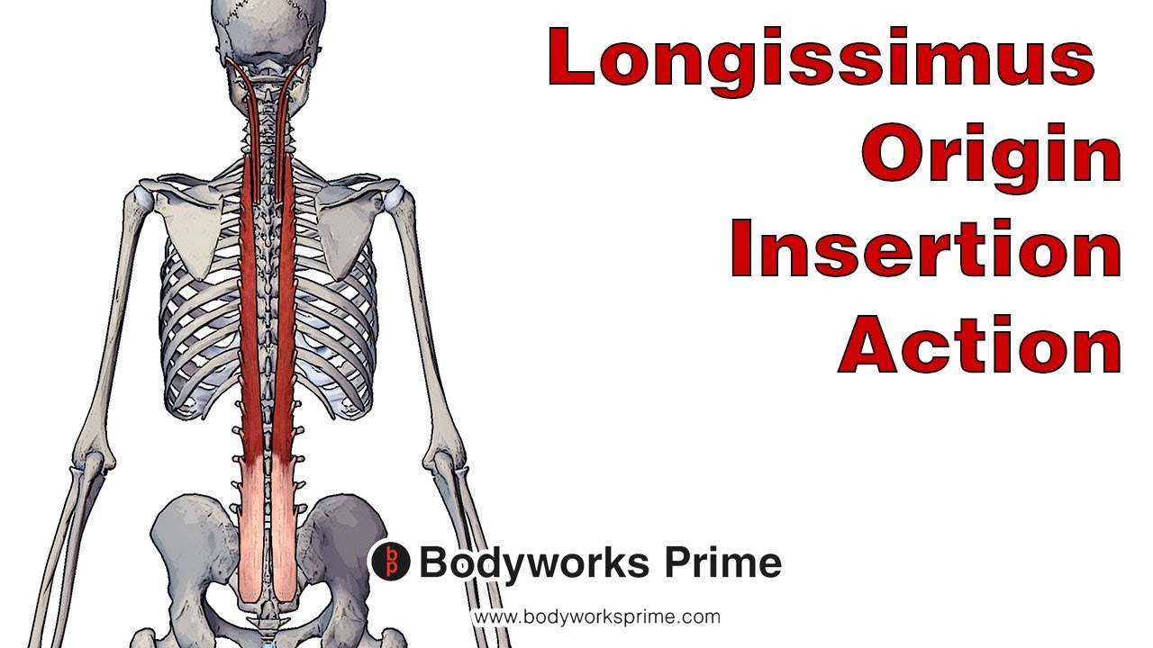 Longissimus Anatomy: Origin, Insertion & Action