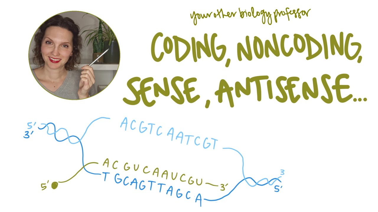 Template Strand, Coding Strand, Sense Strand...What's the Difference?