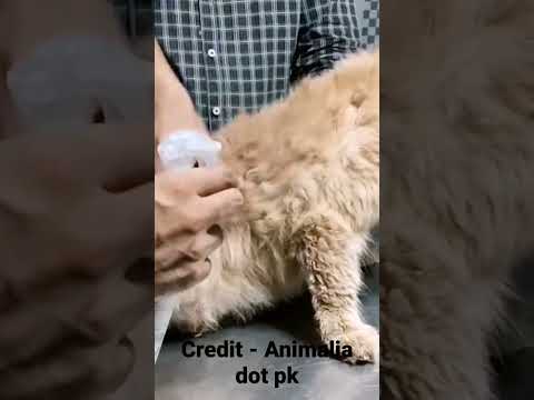 ticks and flea spray for cats 2 | vet Furqan| #animaliadotpk | full video link in description|