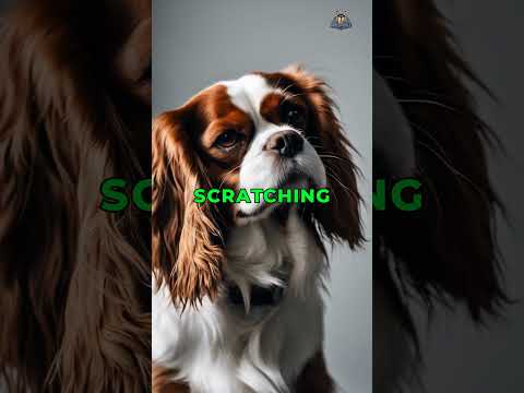 Symptoms of Syringomyelia in Dogs: Cavalier King Charles Spaniels #dog #doglover #doglovers