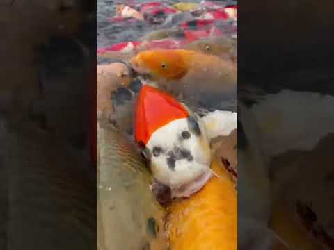 Amazing Japanese koi feeding close up!!