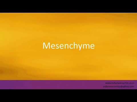 Pronunciation of the word(s) "Mesenchyme".
