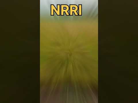 NRRI Cuttack #short video #viral @Pareshbidika