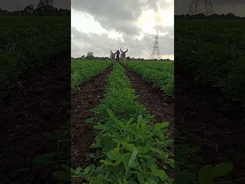 In the groundnut field, the farmer plows his field with oxen...🌿🪴☁️