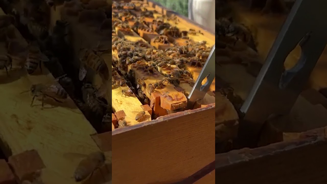 What tools are essential in your beekeeping tool kit?