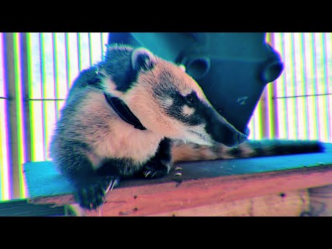 THE COATIMUNDI -  - Born Wild