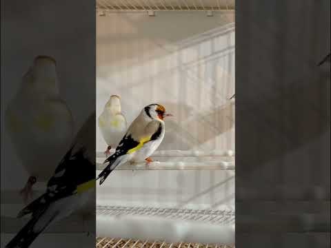 Major Goldfinches | Goldfinch Bird | Aviary Birds | visit Daoud Kasouh, DK #goldfinches #carduelis