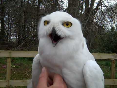 Harry Potter owls Hedwig and Errol in Aberdeenshire