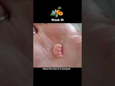 Baby Size in Weeks 🥰 First Trimester Embryo and Fetal Development #pregnancy #fetus #embryo