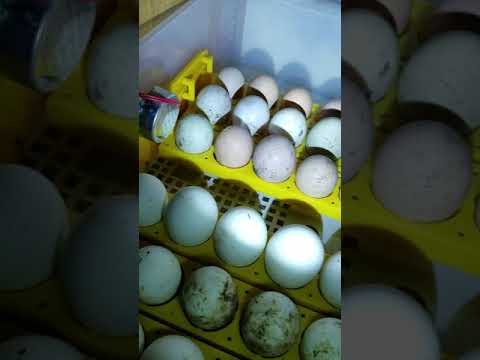 Candling fertile duck eggs day 15