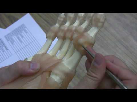 Ligaments and Tendons of the Foot