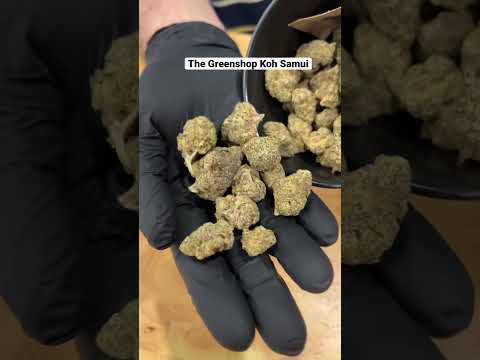 IS CANNABIS IN THAILAND GOOD?! (WATCH) #cannabiscommunity #kohsamui #thailand #weed