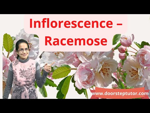 Inflorescence: Racemose - Simple, Compound - Umbel, Corymb, Raceme, Spike, Catkin, Spadix, Capitulum