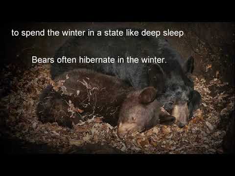 hibernate meaning | Vocabulary for Kids | Children's Dictionary | Learn English Vocabulary