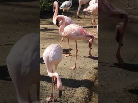 The word 'flamingo' comes from the Latin & Spanish for 'fire' referring to their bright pink color