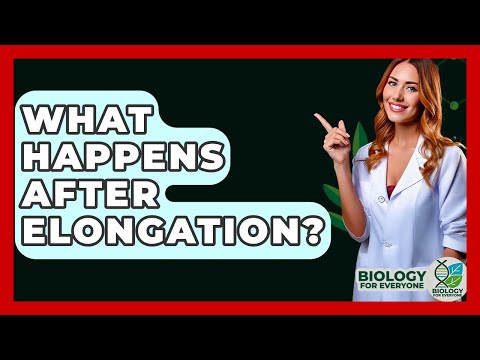 What Happens After Elongation? - Biology For Everyone