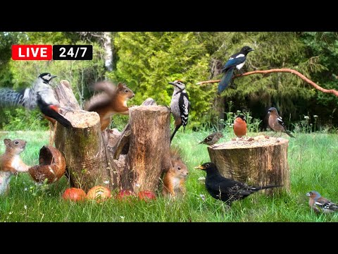 π΄24/7 LIVE CAT TV NO ADSπΊ Always Fun Birds & Cutest Squirrels for Cats to Watch and Slap