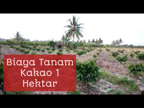 Modal dan Biaya Penanaman Kakao Seluas 1 Hektar