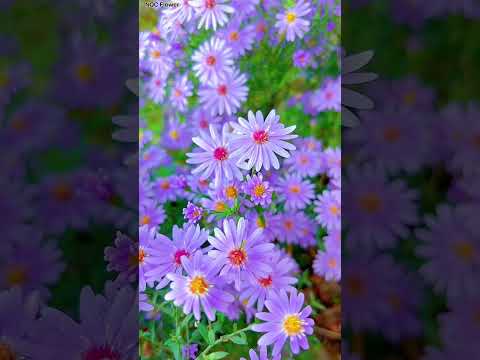 beautiful flower #share #subscribe #nature #garden #beautiful #everyone #foryou