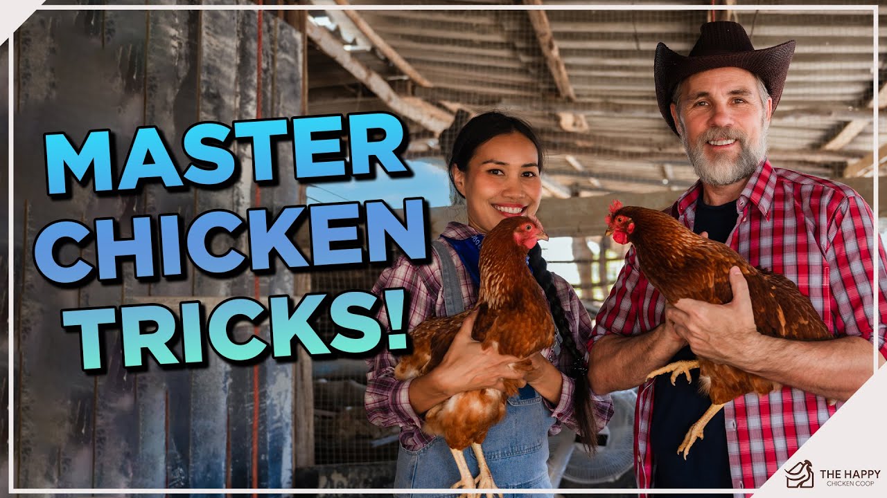 Chicken Training Made Easy: Tips and Tricks