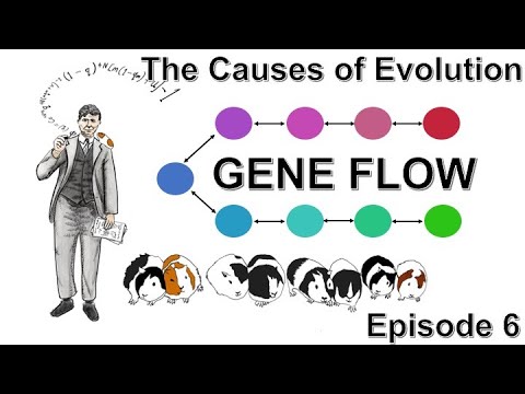 Gene Flow | The Causes of Evolution | Ep. 6