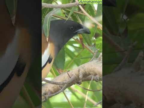 Voice of Rufous Treepie