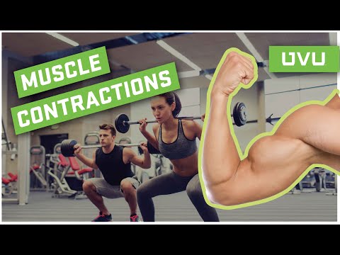 3 Types of Muscle Contractions